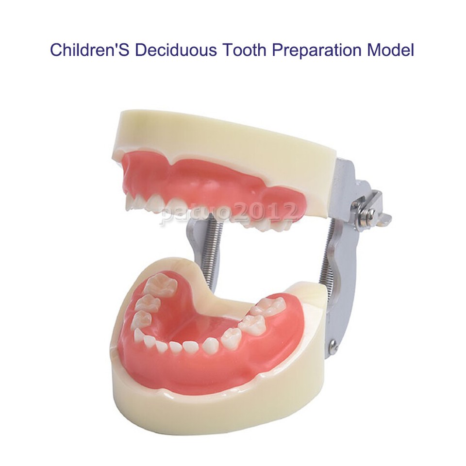 Dental Typodont Pediatric Model Compatible With Nissin Teeth (24 Teeth ...