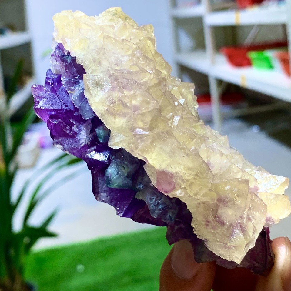 212G Rare yellow purple cubic fluorite mineral crystal sample/Zhejiang ...