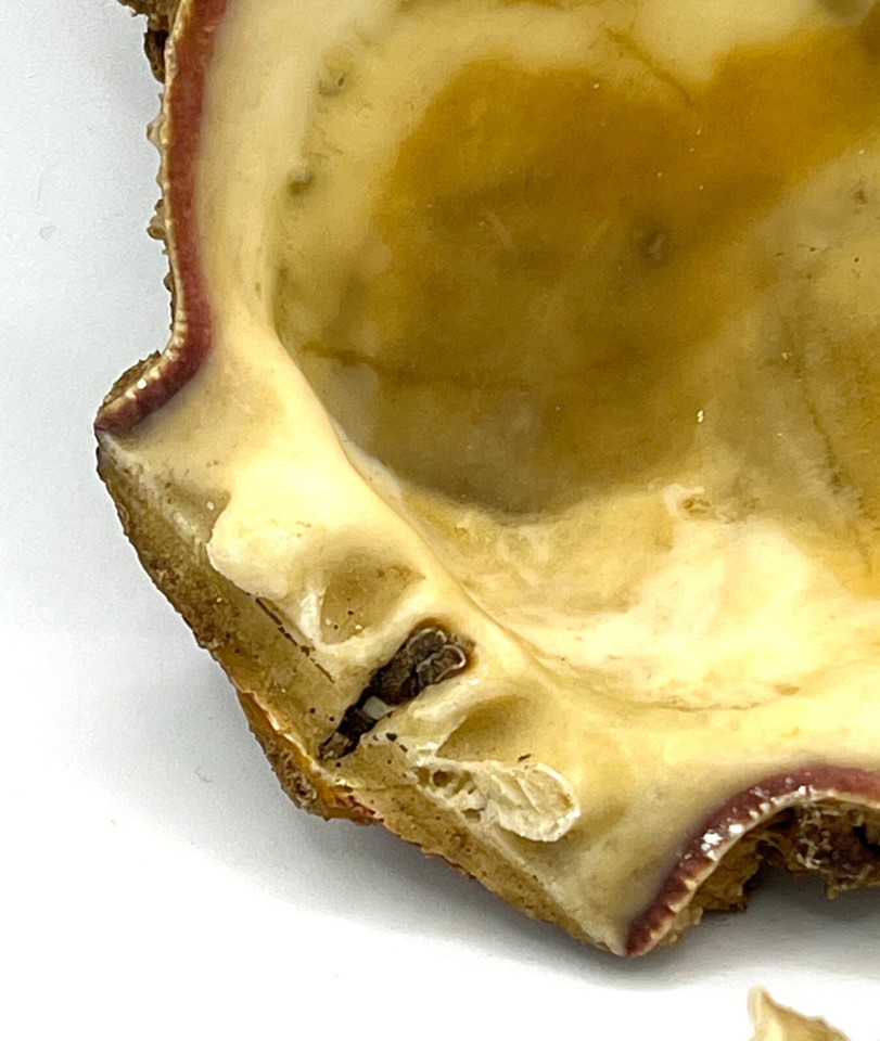 GIANT SPONDYLIDAE SPONDYLUS 177mm 7 in SPINY 2 PIECE CLAM SEA SHELLS ...