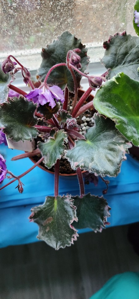 African Violet Plant Fully Rooted Clone Healthy Unique rare | eBay