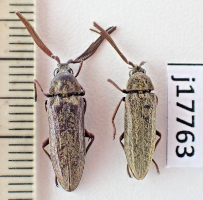 j17763. Insects, Rhipiceridae sp. Vietnam. Lam Dong | eBay