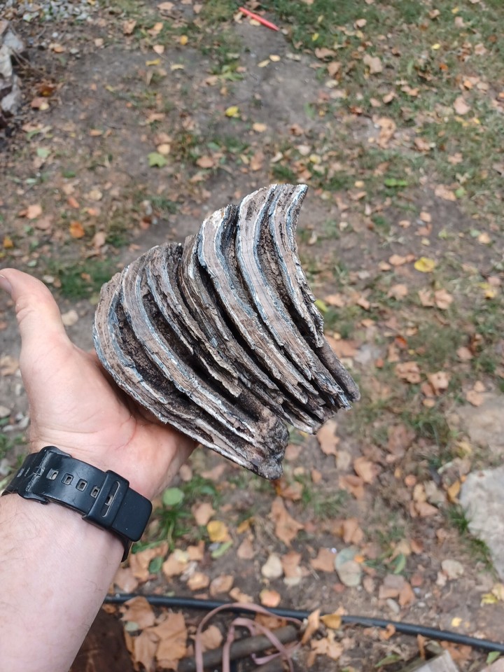 Fossil Tooth From Bone Valley Formation Peace River Florida #2 | eBay
