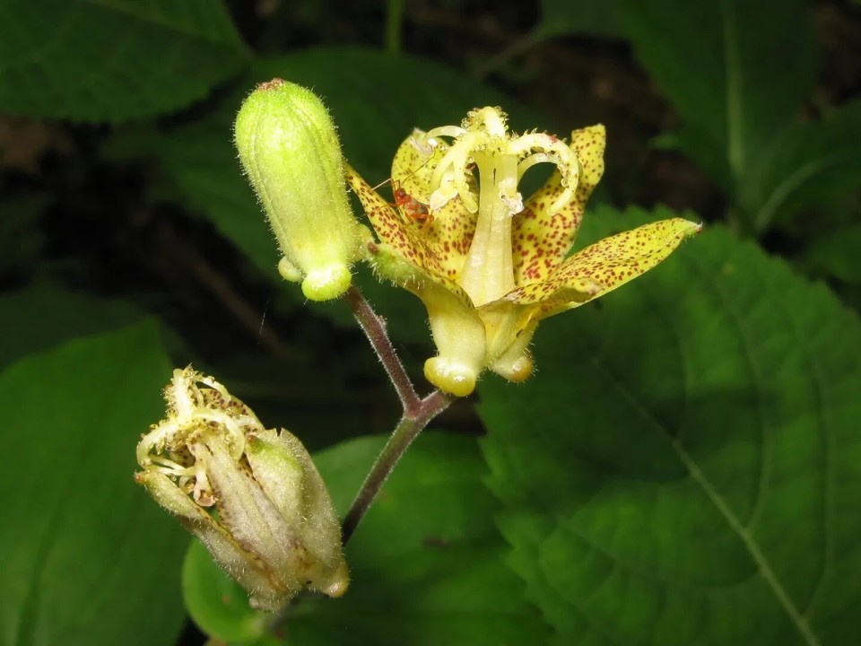 TRICYRTIS LATIFOLIA (BAKERI) YELLOW TOAD LILY SHADY WOODLAND GARDEN ...