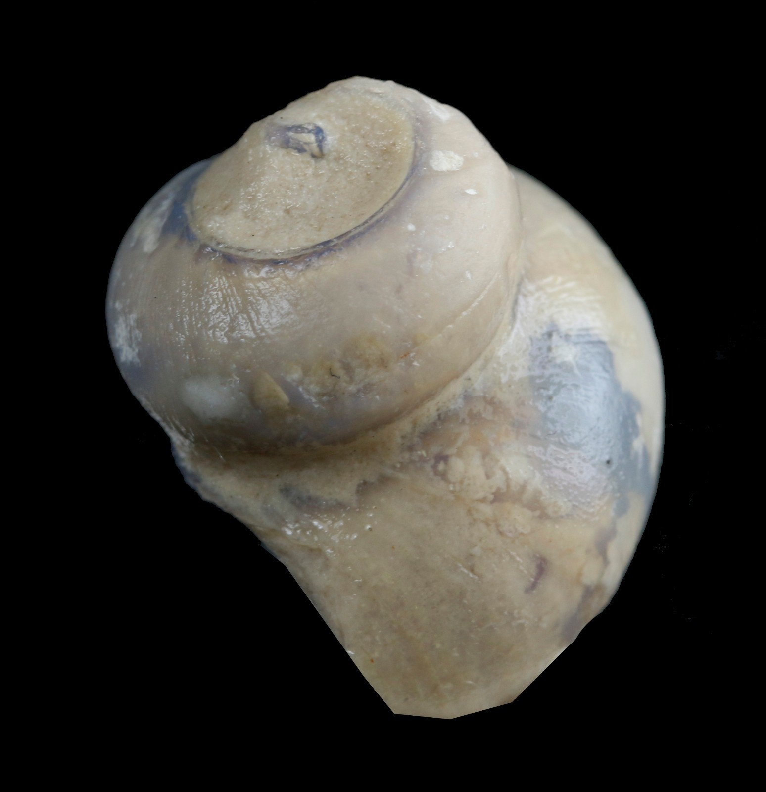 15.46 MM OPALISED GASTROPOD VIVIPARID SNAIL FOSSIL LIGHTNING RIDGE ...