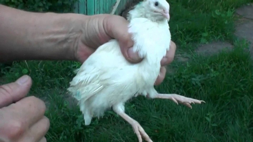 23+ Fertile Hatching Eggs Quail Coturnix Jumbo White Texas A&M Meat ...