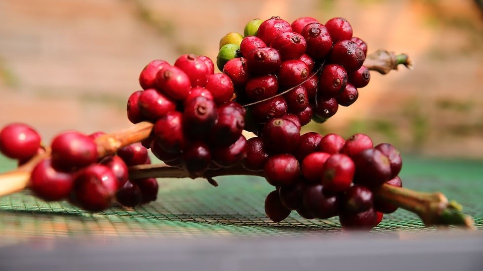 Excelsa Coffee Seedss - 120 pcs |Coffea sp.| Coffee Bean for Planting ...