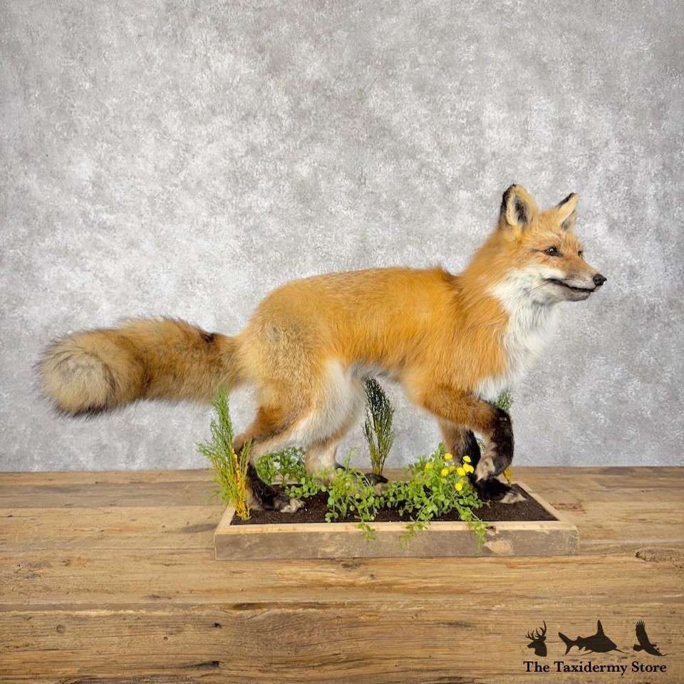 #29897 E | Red Fox Life-Size Taxidermy Mount For Sale | eBay