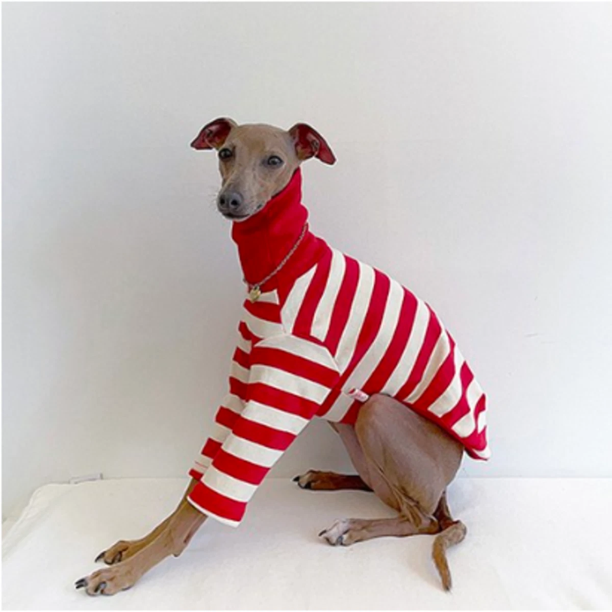 Red Italian Greyhound Puppy