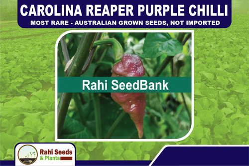 Carolina Reaper Purple Chilli - Most Rare - Australian Grown Seeds, Not ...
