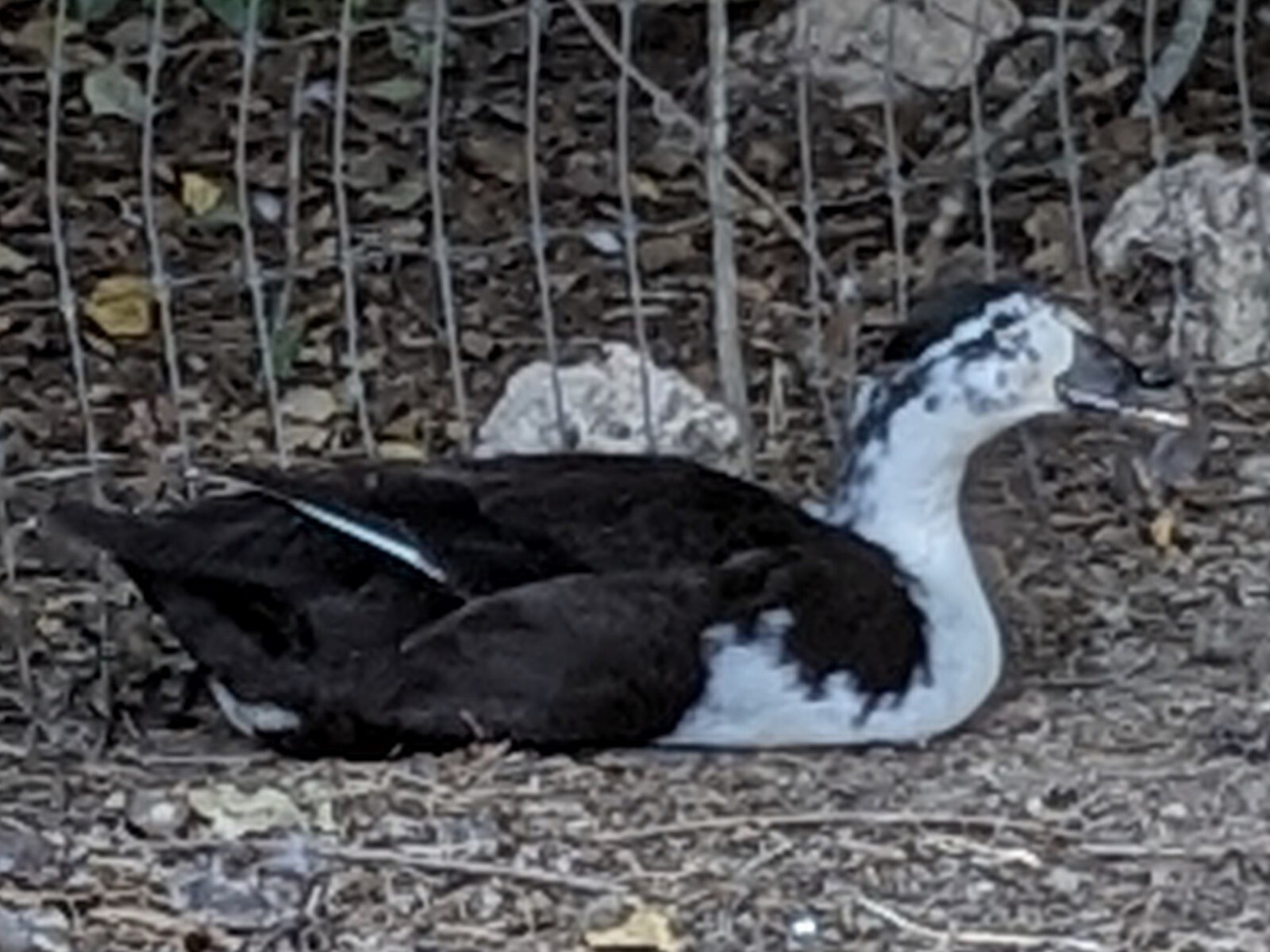 3 - Fresh And Fertilized Domestic Barnyard Mix Duck Hatching Eggs!! | eBay