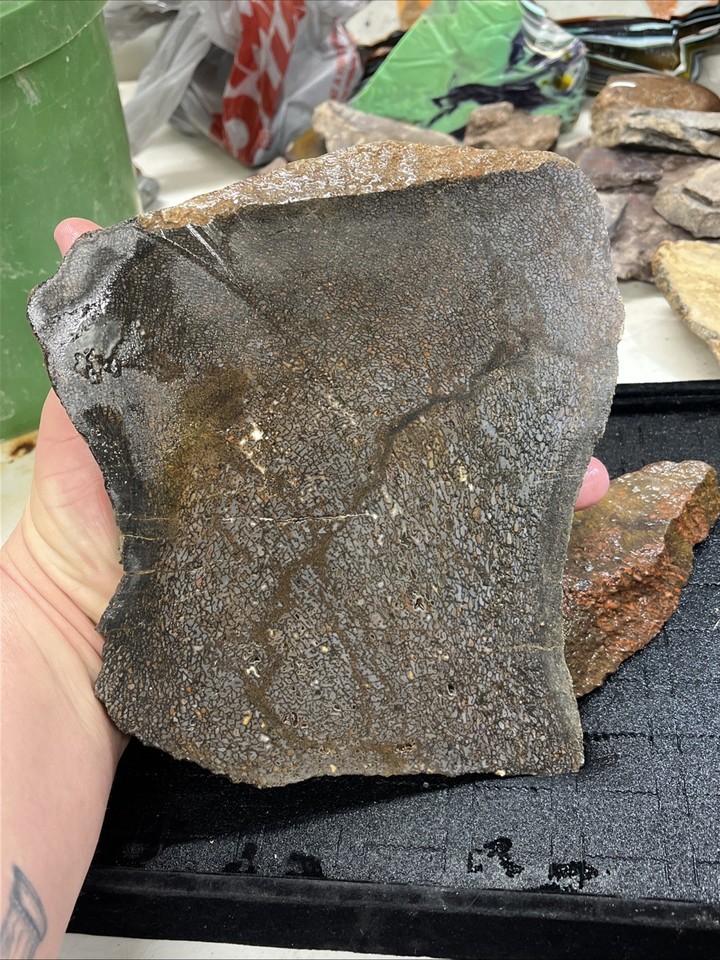 Beautiful Dinosaur Gem Bone Chunk, Late Jurassic Period 1 Lb 10 Ozs | eBay