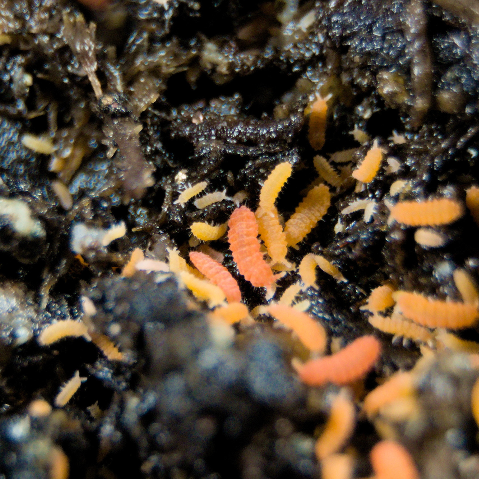 60+ Orange Springtails W/ 3 Oz Springtail Food Live Guarantee | eBay