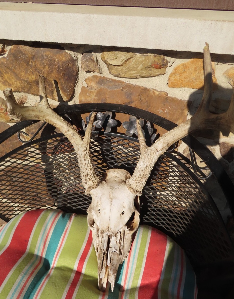 Skeleton With Antlers