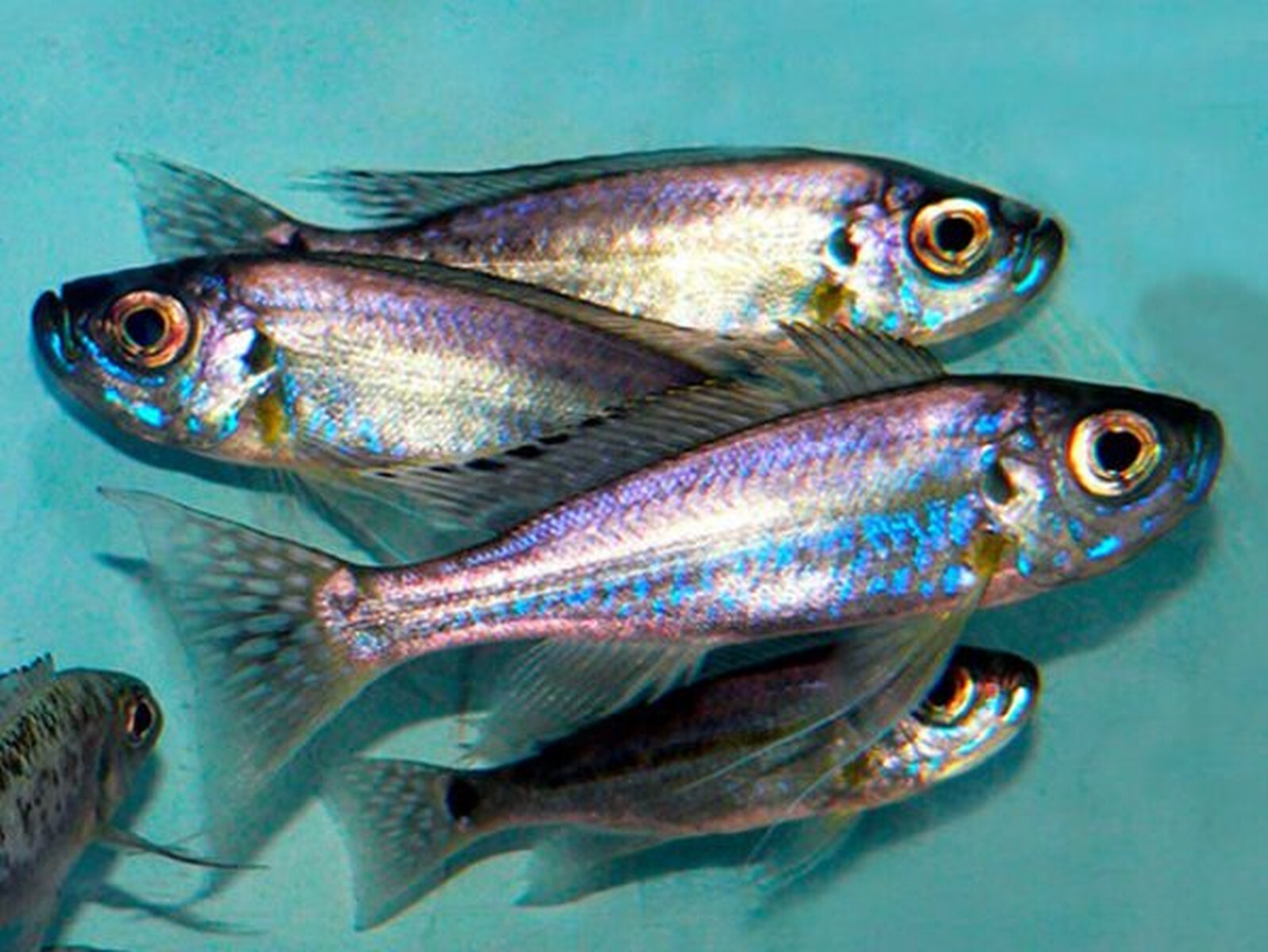 5 WILD Haplotaxodon Microlepis GORGEOUS EXTREMELY RARE | eBay