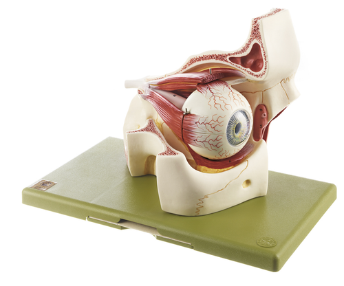 Somso CS2 Eyeball with Part of Orbit, 3x Enlarged Eye Anatomical Model ...