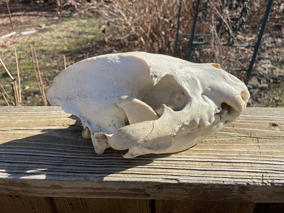 Taxidermy RARE Trophy Africa SPOTTED HYENA Skull Bone African Safari ...