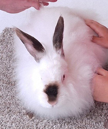 Angora Wool 100% Pure Unwashed White Wool From Award-Winning Satin ...