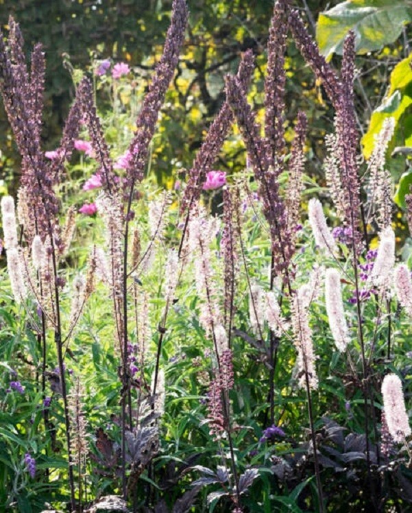 ACTAEA simplex 'Brunette' A.G.M. - Hardy Perennial Plant ex 9cm (P9 ...