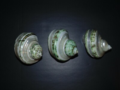 THREE (3) PEARL BANDED GREEN TURBO SEA SHELL, BEACH CRAFT AQUARIUM ...