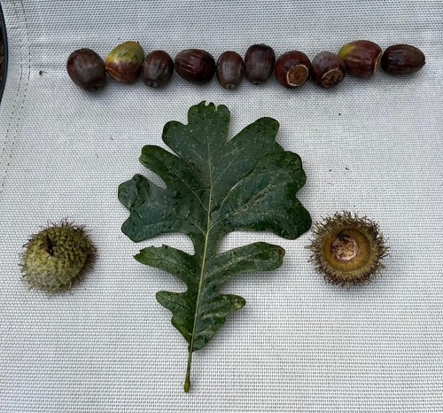 10 - BURR OAK TREE Acorns - XXL - 2025 no caps - Float tested + 5 white ...