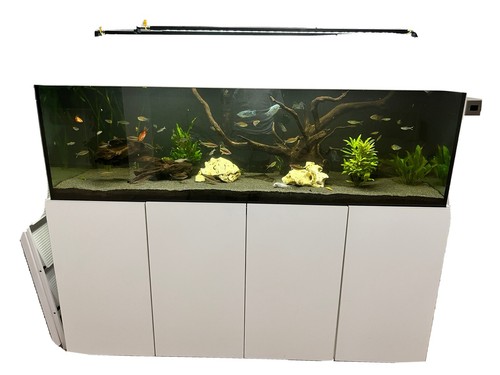 6ft complete gloss white fish tank all included fish,food,lights,filter ...