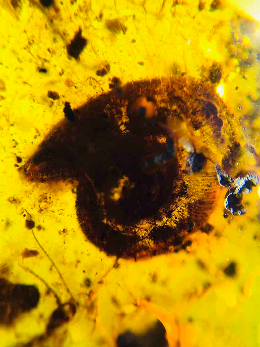 Burmese burmite Cretaceous snail insects fossil amber Myanmar | eBay