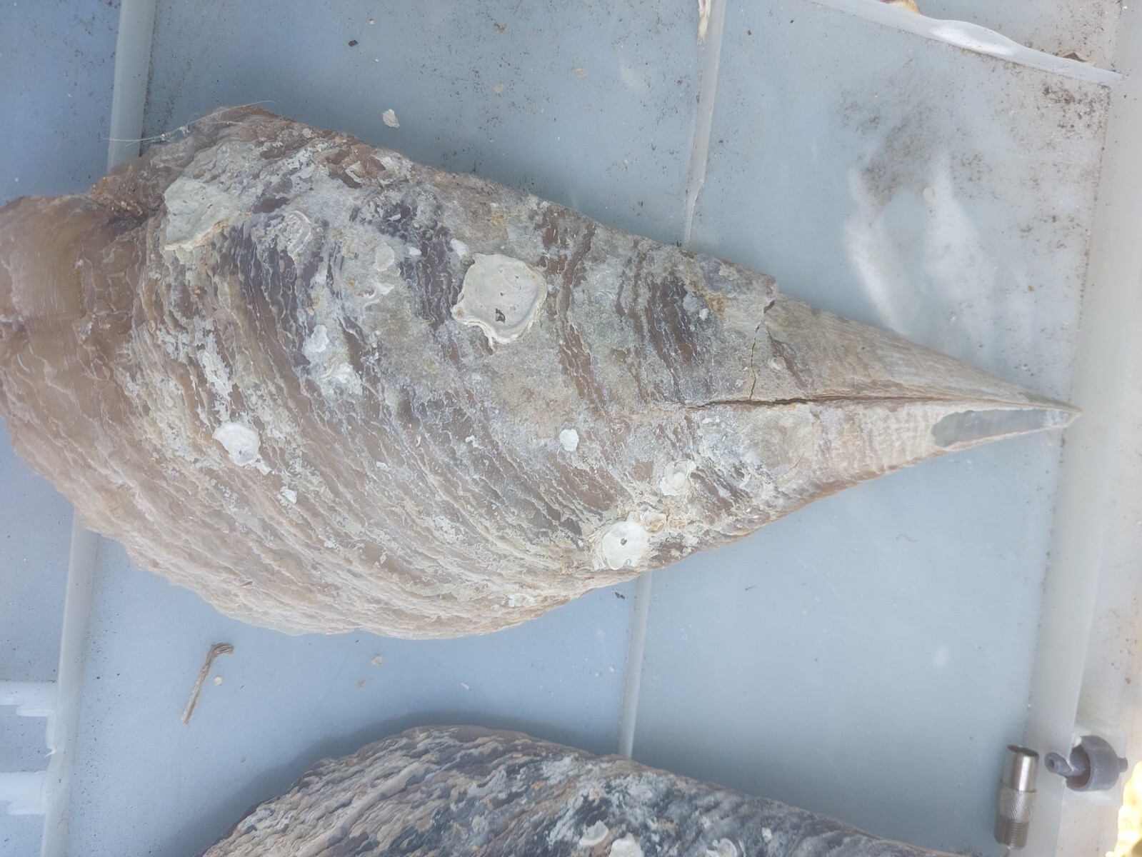 4 large Atrina Servatrina tasmanica Tasmanian Razor Shell lot bulk | eBay