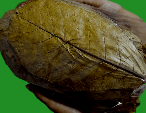 Leaves Catappa Dried Kottamba Ceylon Terminalia Natural Kottan Almond ...