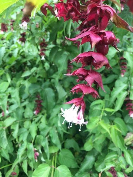 Himalayan Honeysuckle Leycesteria Formosa