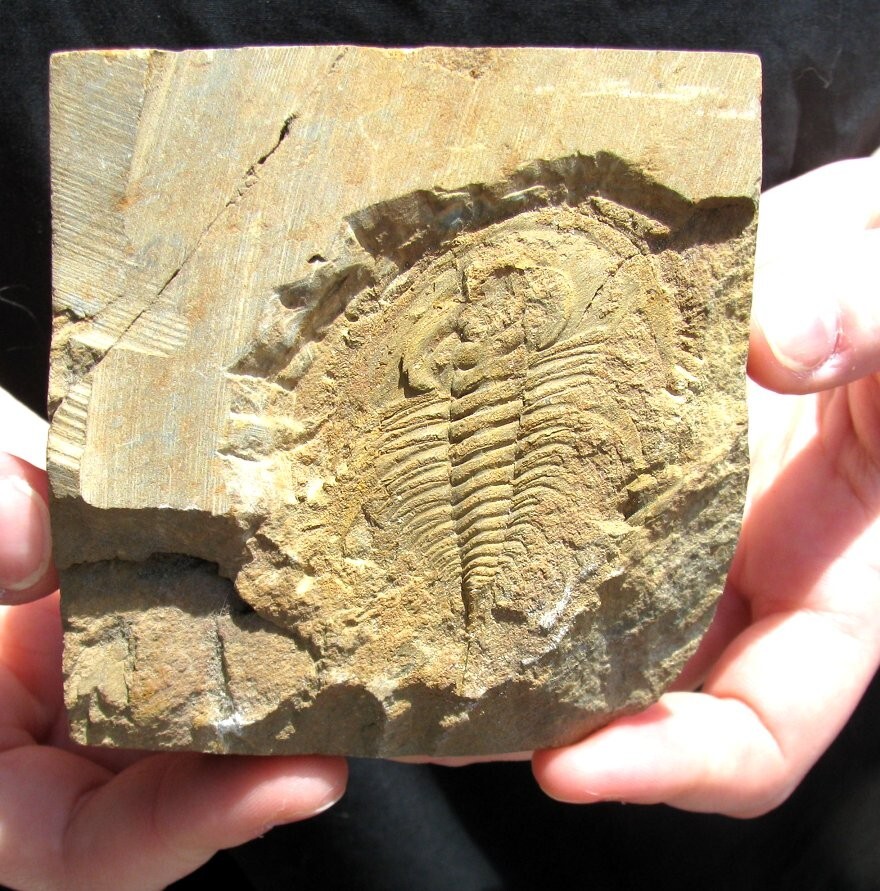 LARGE LOWER CAMBRIAN OLENELLUS TRILOBITE FROM THE BRUBAKERS SITE ...