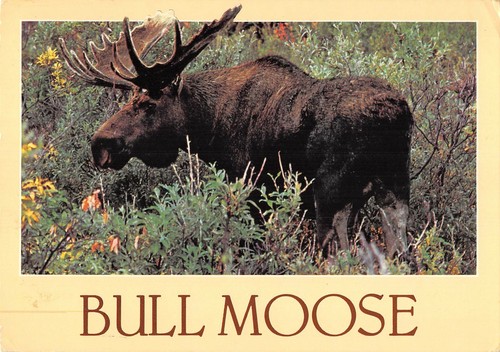 US3971 Bull Moose Animal, Animau Postcard | eBay