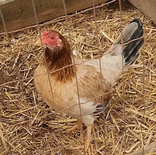 1 Egg Hatching Eggs Chicken , Gamefowl , Hen Full Sweater | eBay