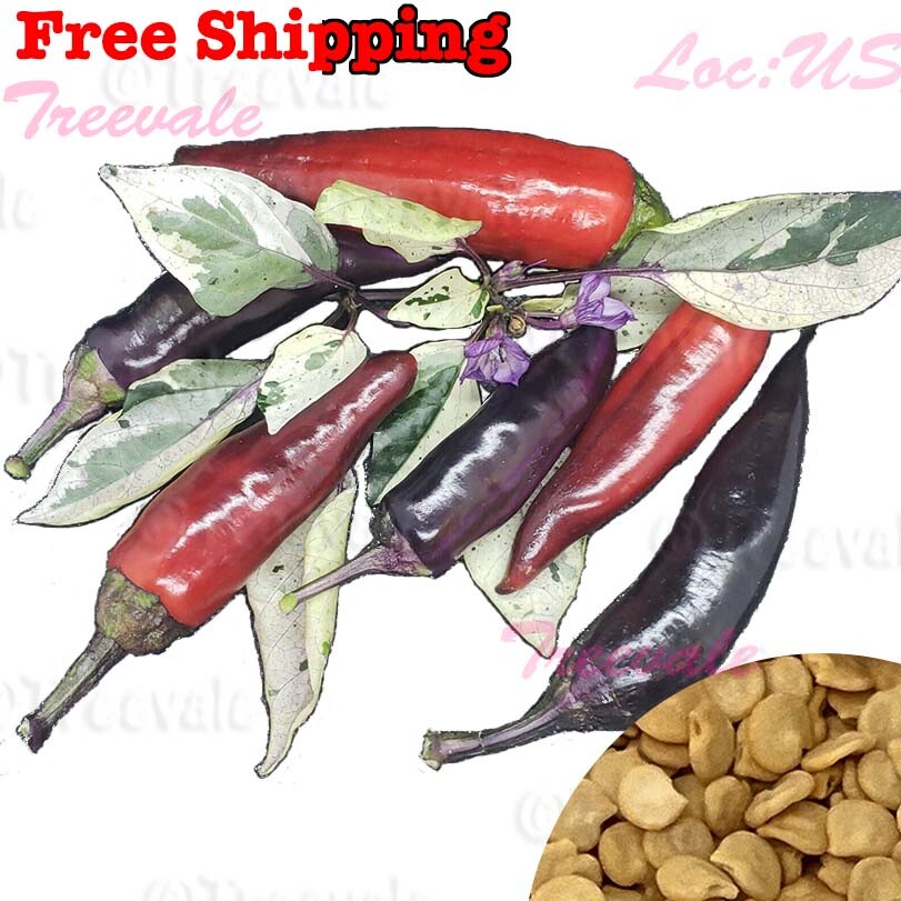 Hot Purple Tiger Pepper, Trifetti Hot Peppers SEEDS | NON-GMO, Organic ...