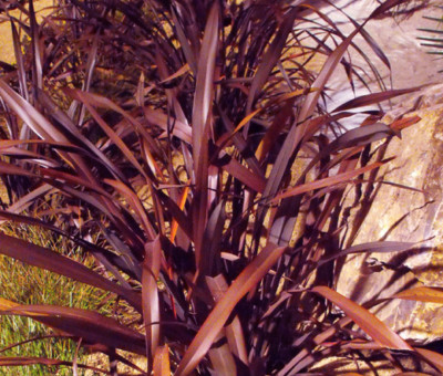 NEW ZEALAND FLAX PURPLE Phormium Tenax Purpureum - 50 Bulk Seeds | eBay