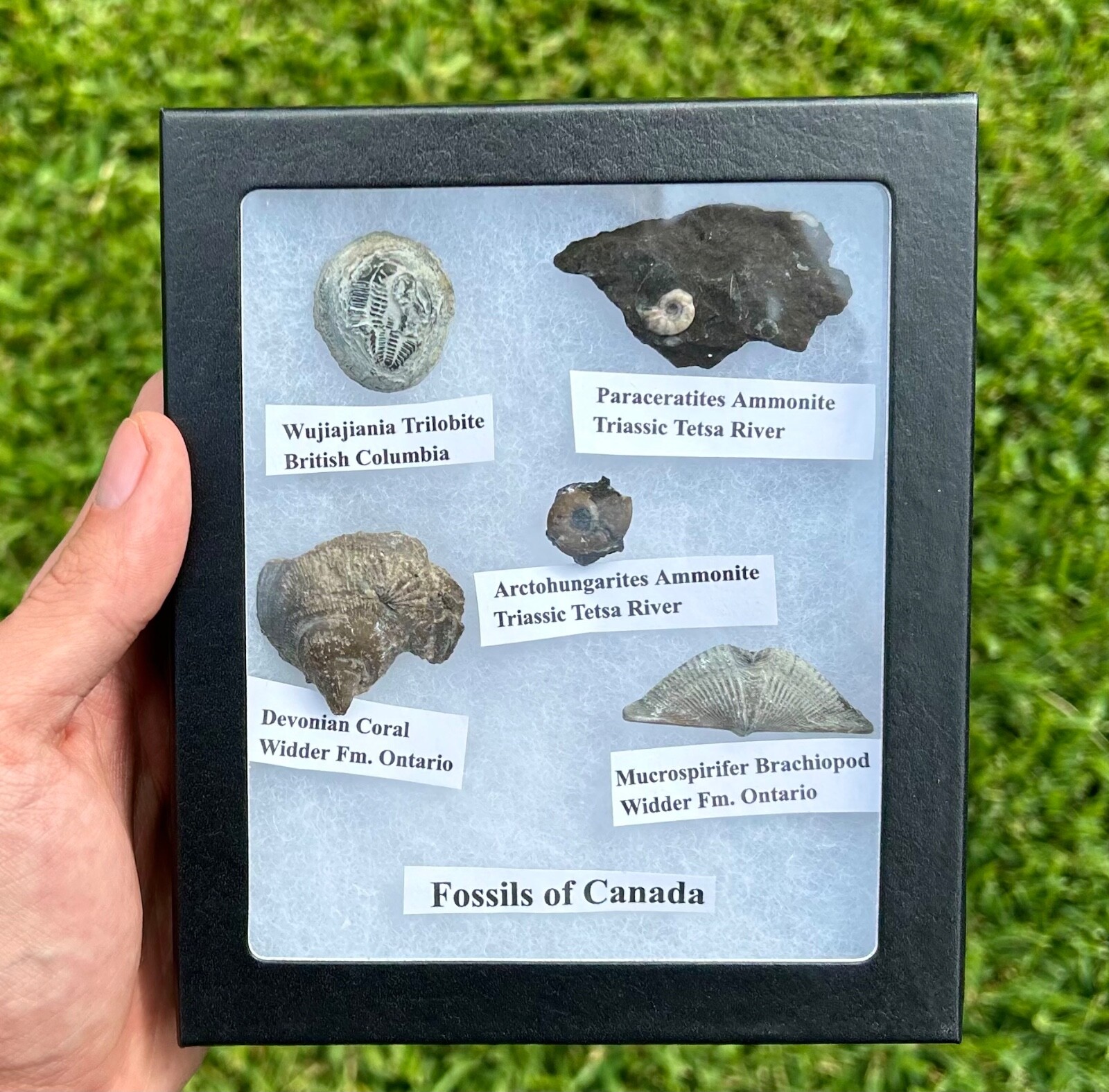 Fossils Of Canada Fossil Collection in Display Trilobite Ammonites ...