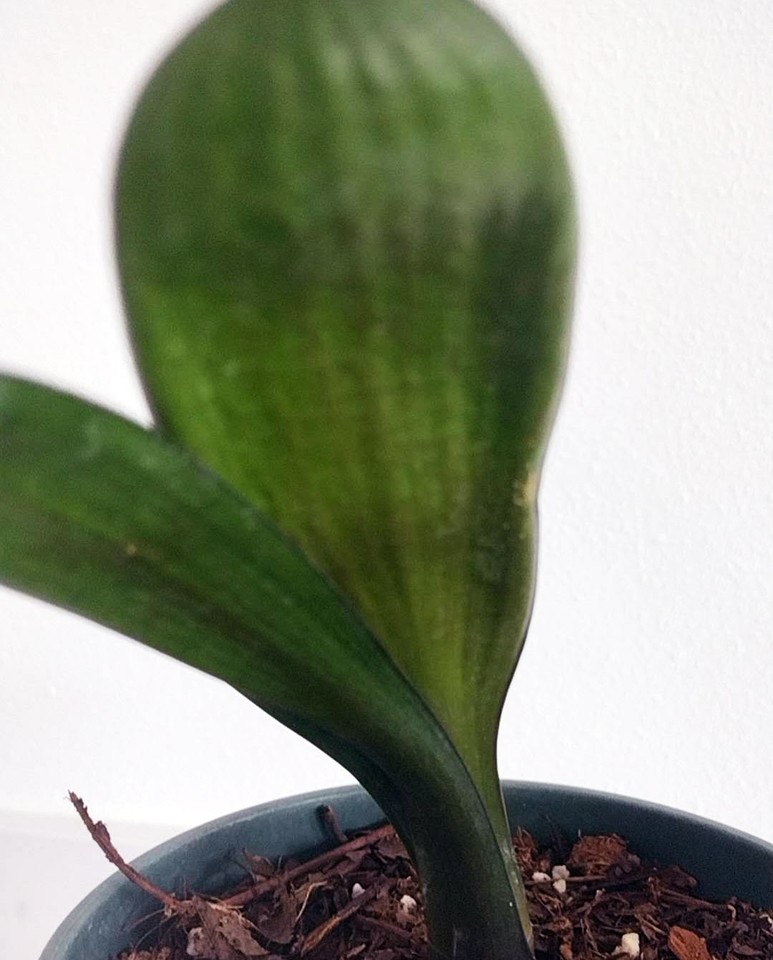 Blood Clivia miniata rare clivia with pot | eBay