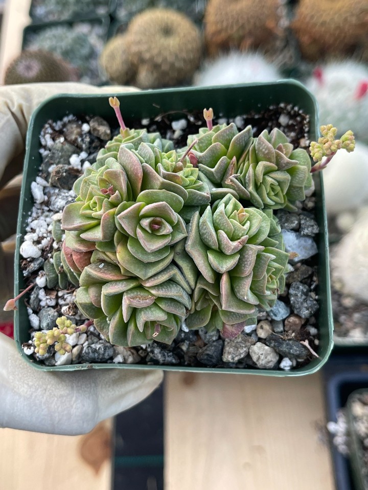 Crassula susannae – Rare Stacked Succulent | Live Succulent | eBay