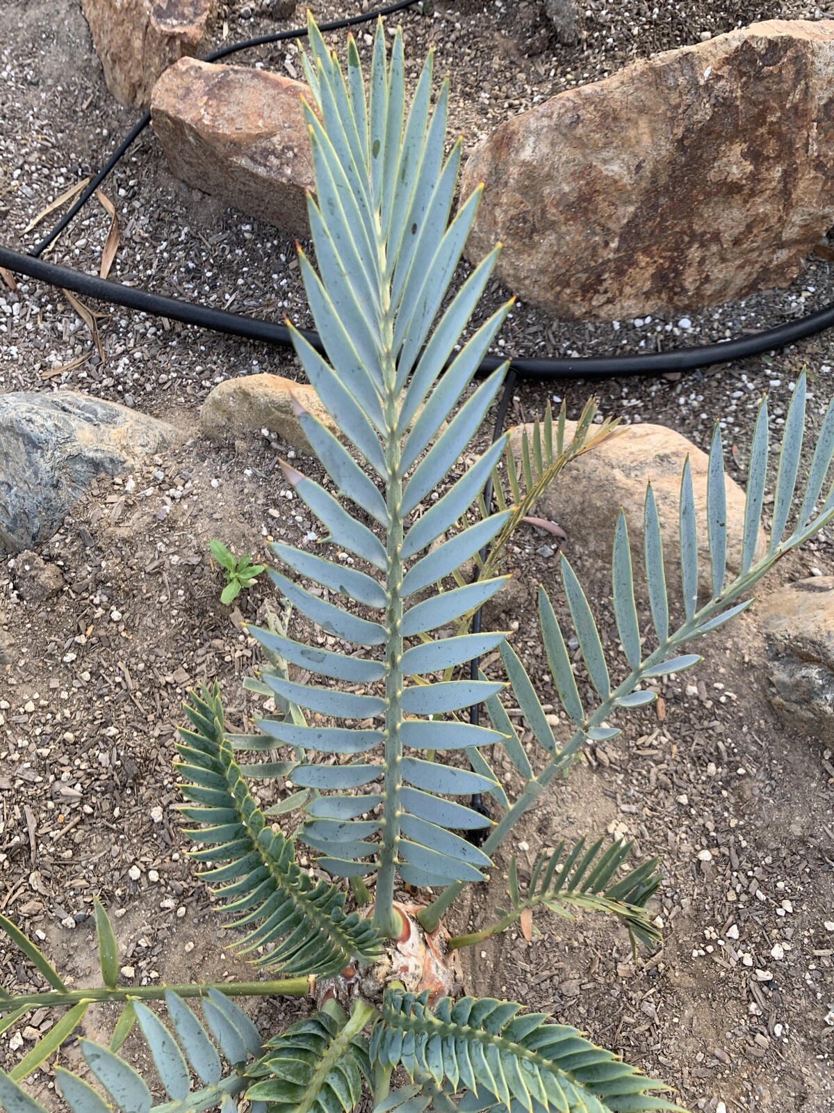 Encephalartos Lehmannii KAROO CYCAD Icy Blue Cold Hardy Ice Blue Cycads ...