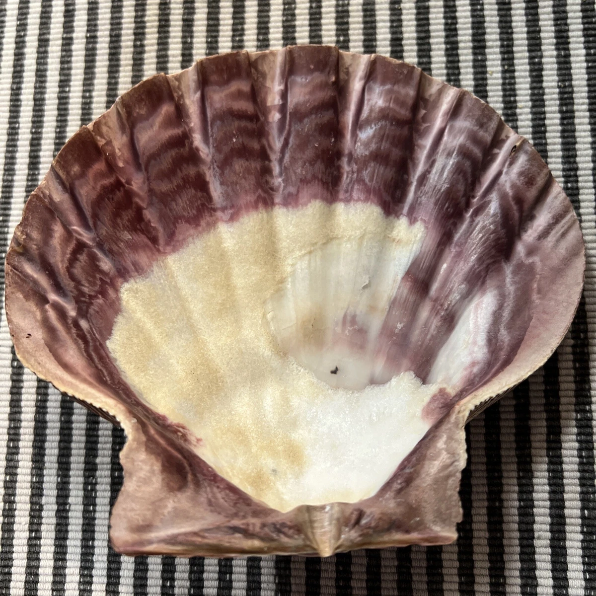 Large Scallop Seashells