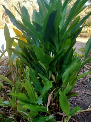 Plants Albinia Mutica - Clumping Ginger - Bare rooted - 10 Plants for ...