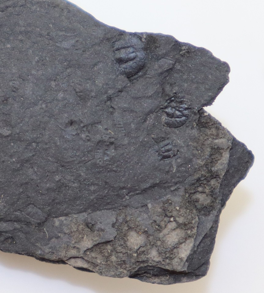 Trilobit, Goniagnostus nathorsti, Kambrium,Kreklinger, Konigsburg ...