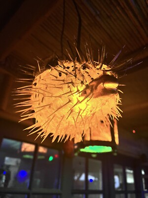 NEW 12” Puffer Fish Lamp w/ Yellow LED Tiki bar Smokin Tikis Oceanic | eBay