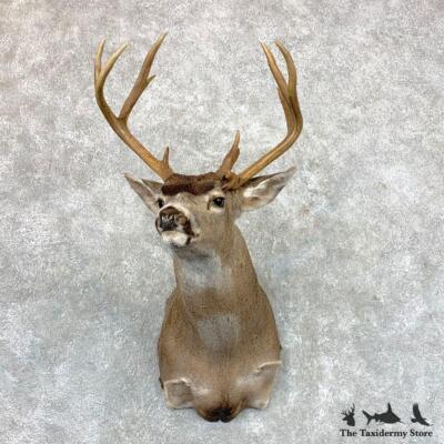 #23529 E+ | Columbian Black-tailed Deer Taxidermy Shoulder Mount For ...