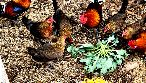 6 NPIP/AI CLEAN RED JUNGLE FOWL Chicken Hatching Eggs GRADE A++ | eBay