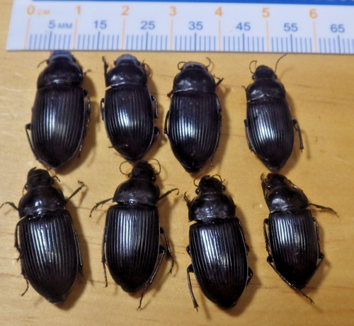 8X Murky Ground Beetles Harpalus caliginosus Carabidae Coleoptera South ...