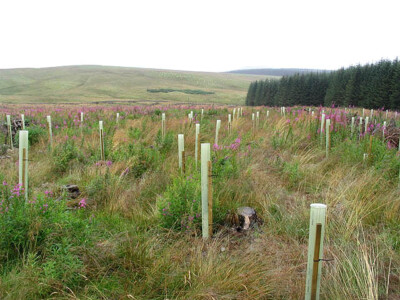 Photo 6x4 Deciduous tree planting Southdean At a clear fell area by the ...