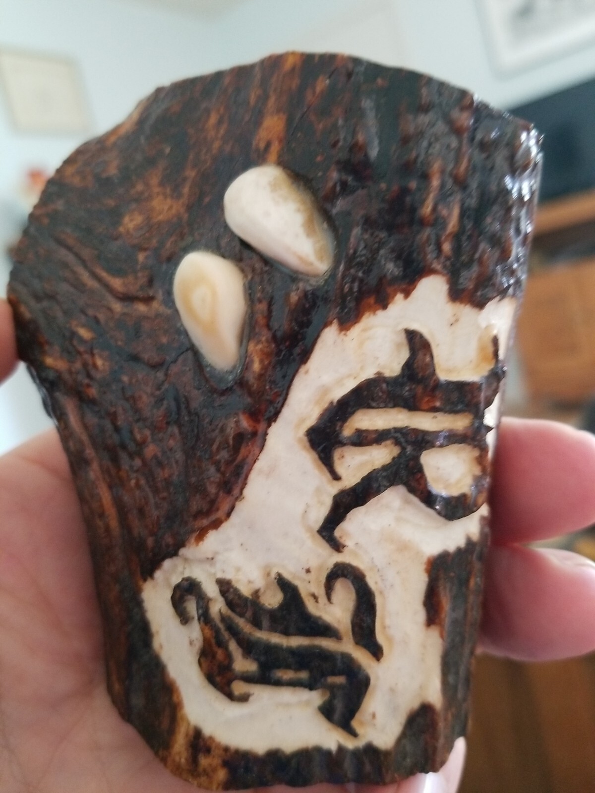 Petrified Wood With Elk Teeth Belt Buckle - Gem