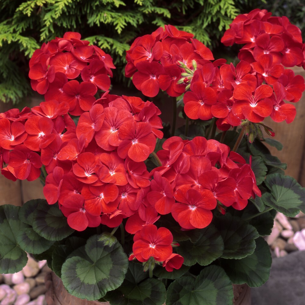 T&M Geranium Best Red Garden Plant Patio Half-hardy Perennial Flowering ...