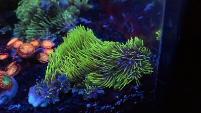 green star polyps | eBay