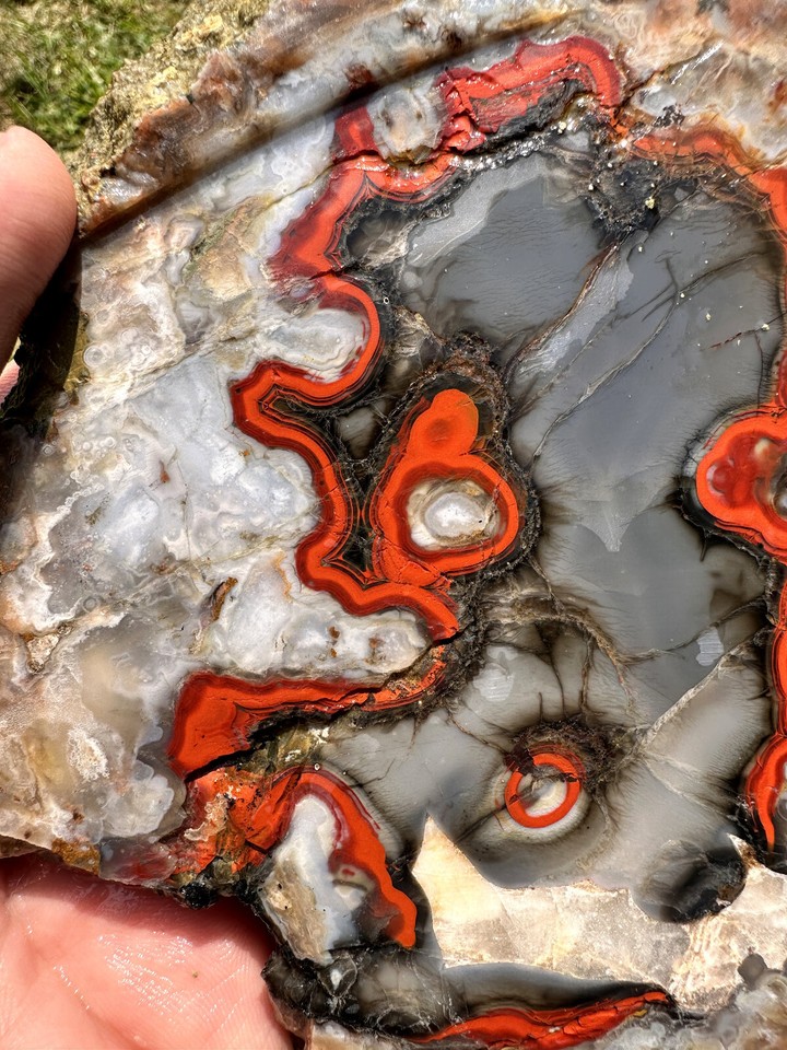 6 1/2 INCHES__Beautiful Imperial Kentucky Agate Slab from Estill County ...